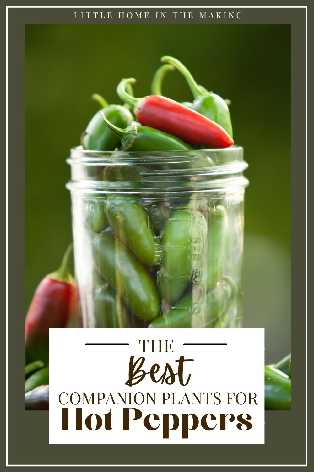The Best Hot Pepper Companion Plants - Little Home in the Making