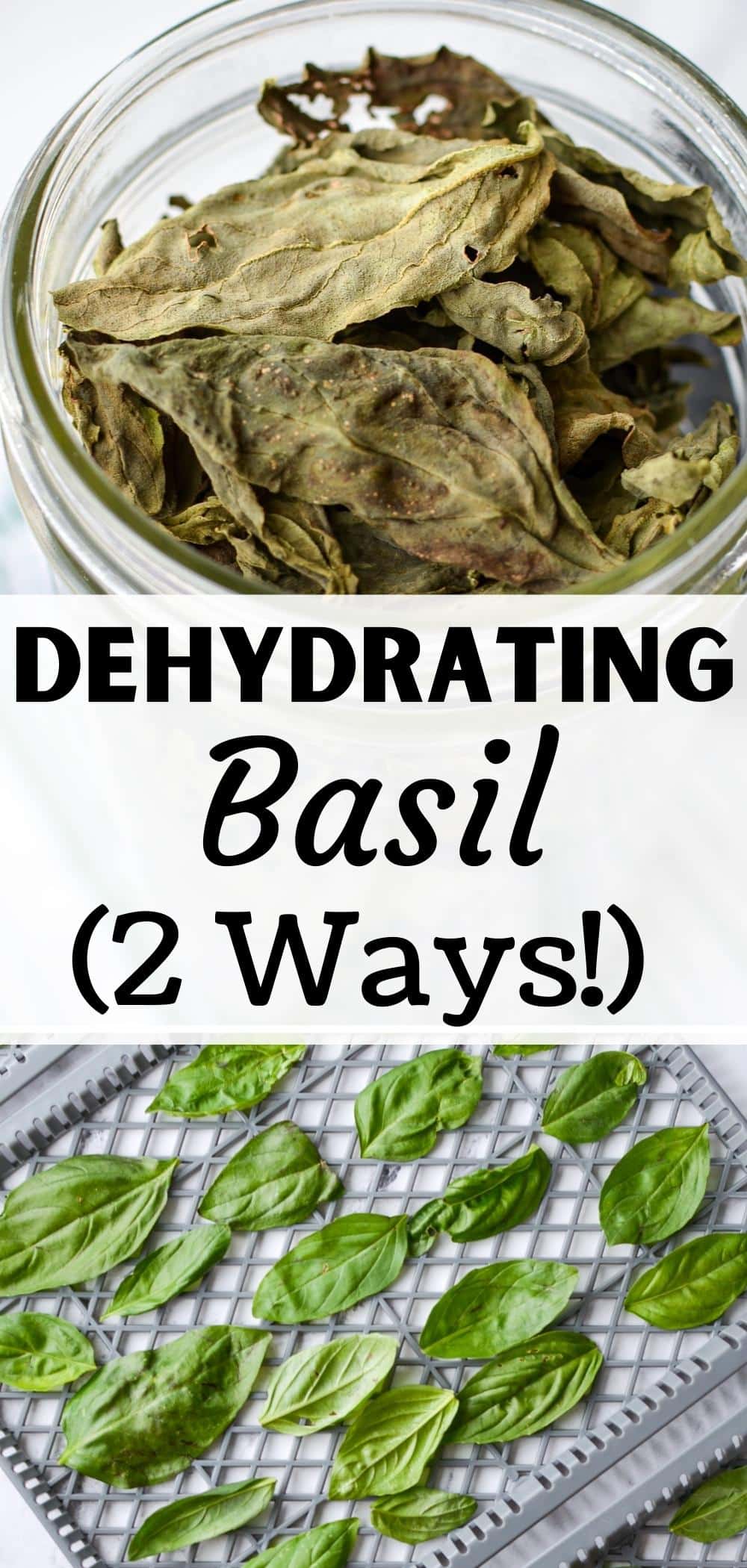 How to Dry Basil (Dehydrator or Oven) - Little Home in the Making