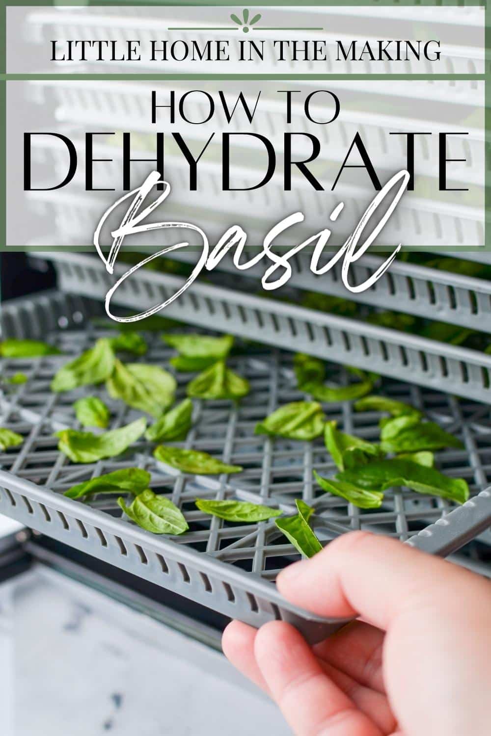 How to Dry Basil (Dehydrator or Oven) - Little Home in the Making