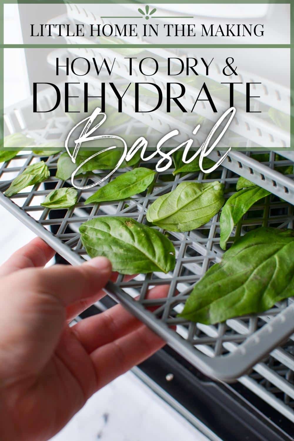 How to Dry Basil (Dehydrator or Oven) - Little Home in the Making